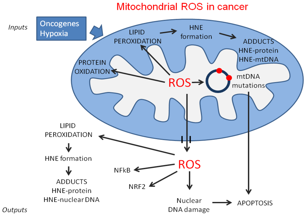 Antioxidants | Free Full-Text | Mitochondrial Dysfunction in Cancer and ... Antioxidants | Free Full-Text | Mitochondrial Dysfunction in Cancer and ...