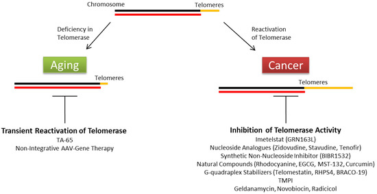 Antioxidants Special Issue Role Of Telomerase In Aging And Cancer