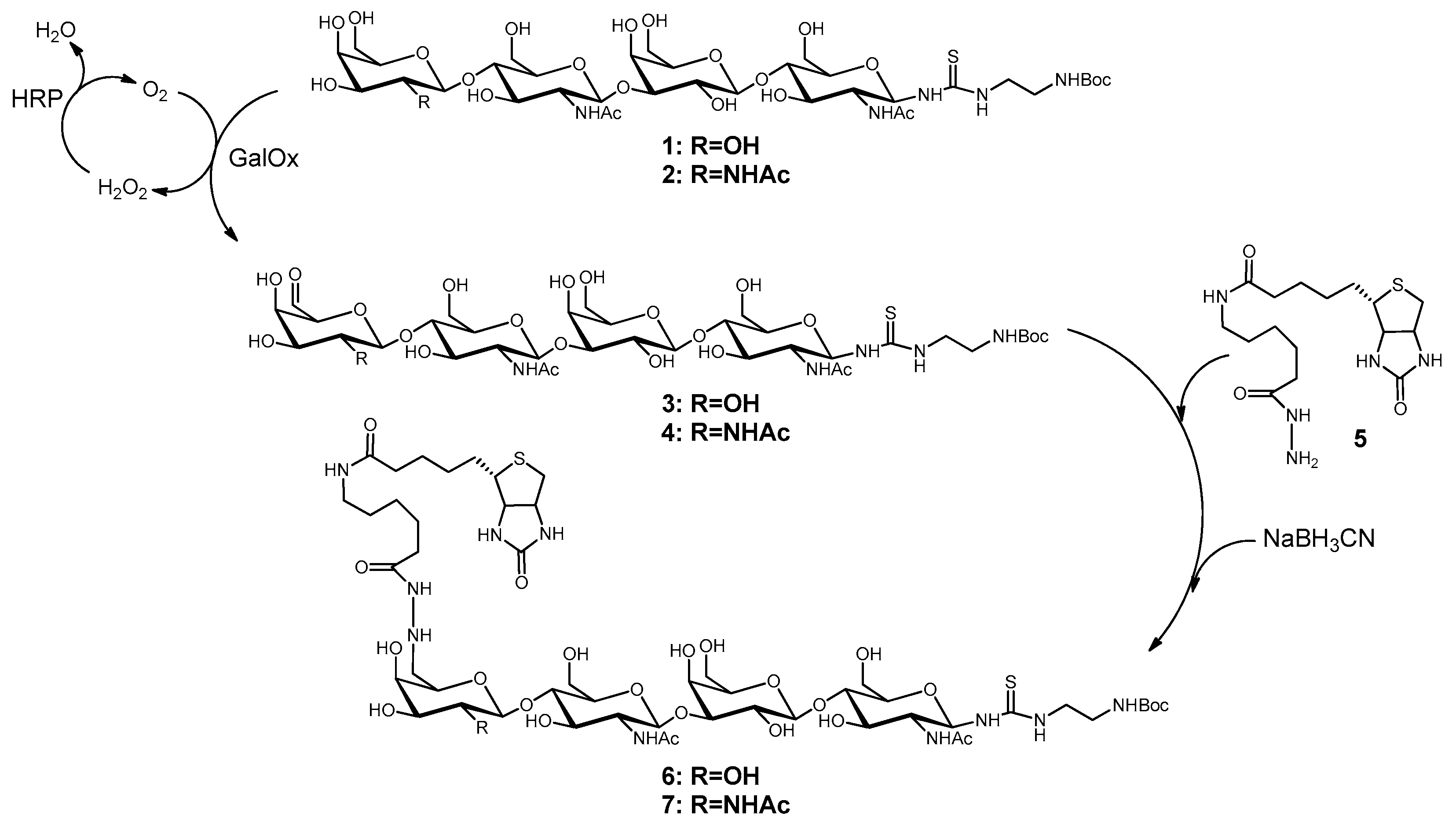 Bioengineering | Free Full-Text | Biotinylated N-Acetyllactosamine- and ... Bioengineering | Free Full-Text | Biotinylated N-Acetyllactosamine- and ...