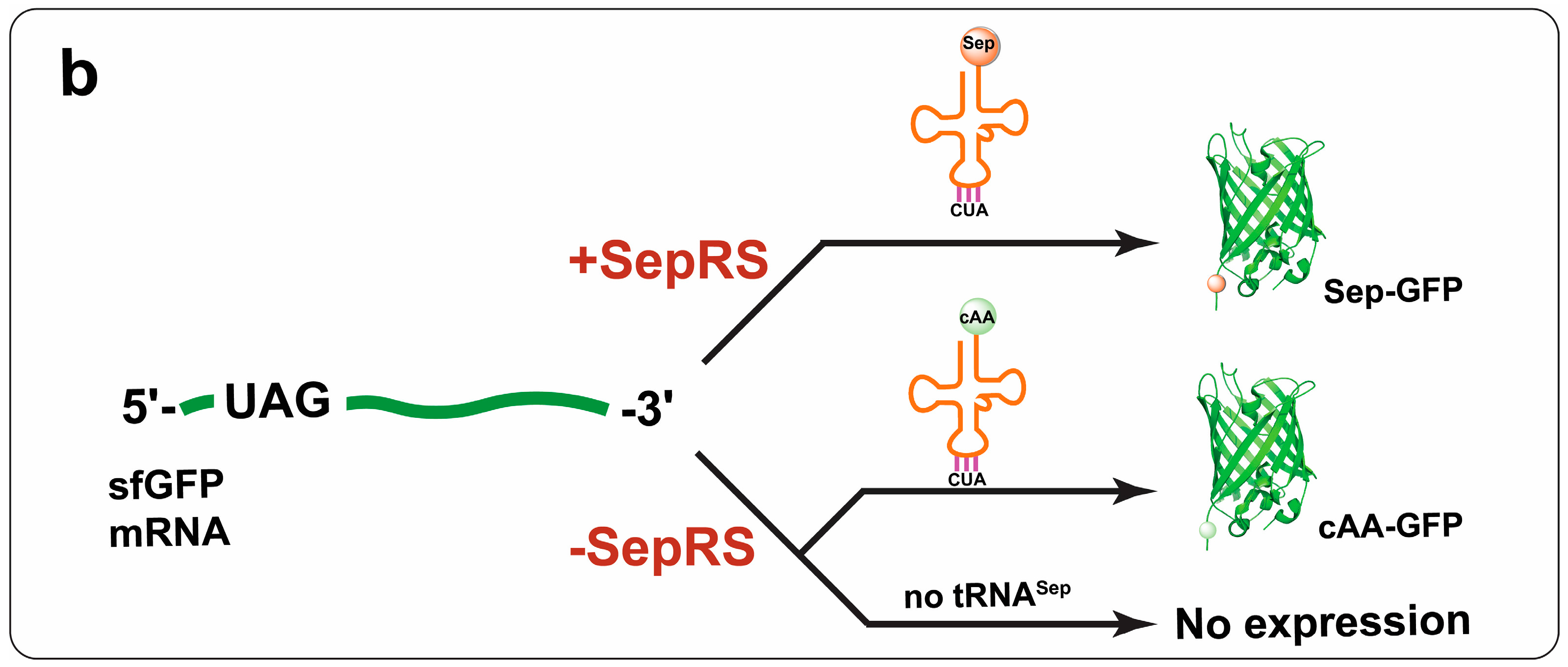 Bioengineering | Free Full-Text | Effects of Heterologous tRNA ... Bioengineering | Free Full-Text | Effects of Heterologous tRNA ...