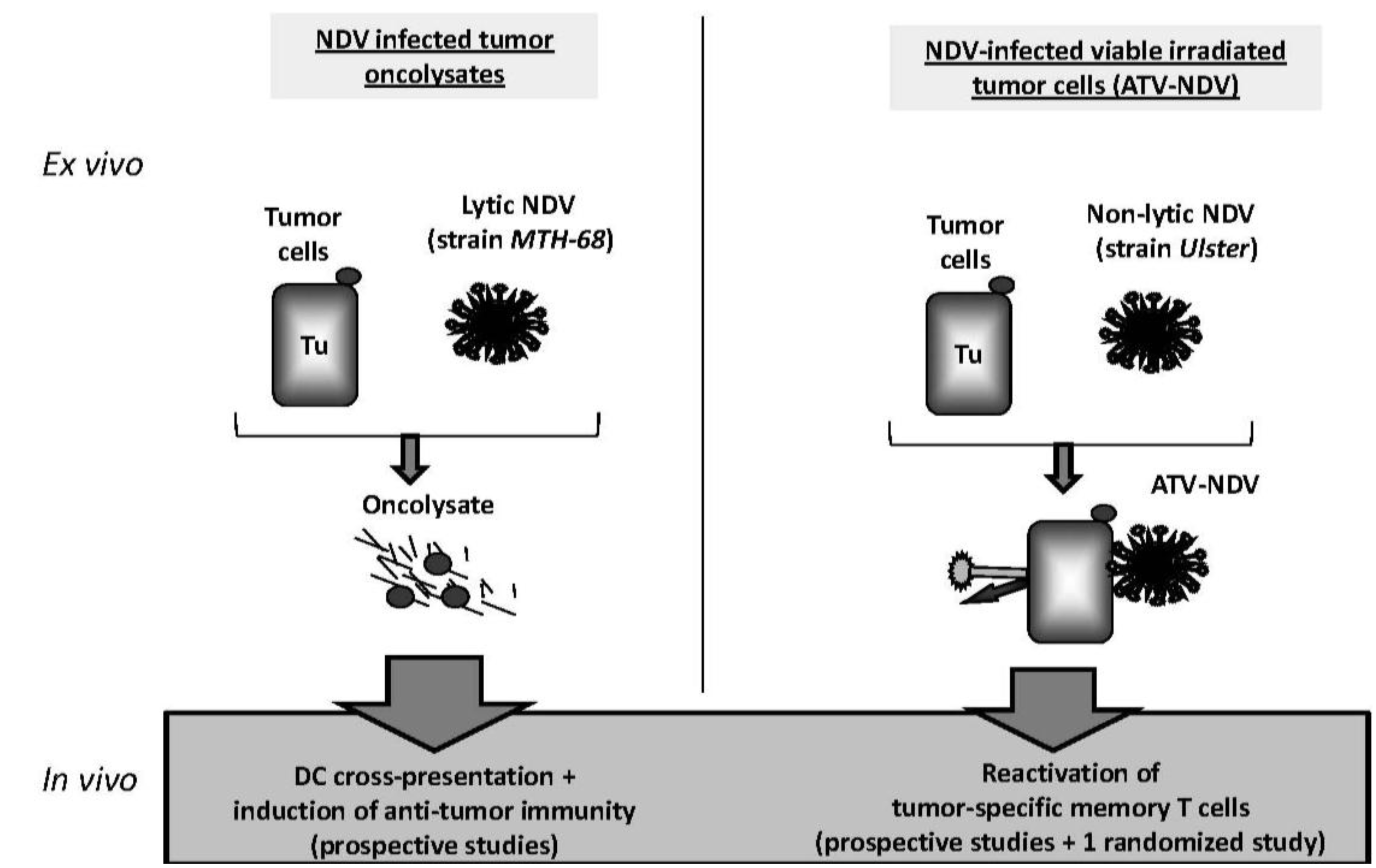 Biology | Free Full-Text | Oncolytic Newcastle Disease Virus as Cutting ... Biology | Free Full-Text | Oncolytic Newcastle Disease Virus as Cutting ...