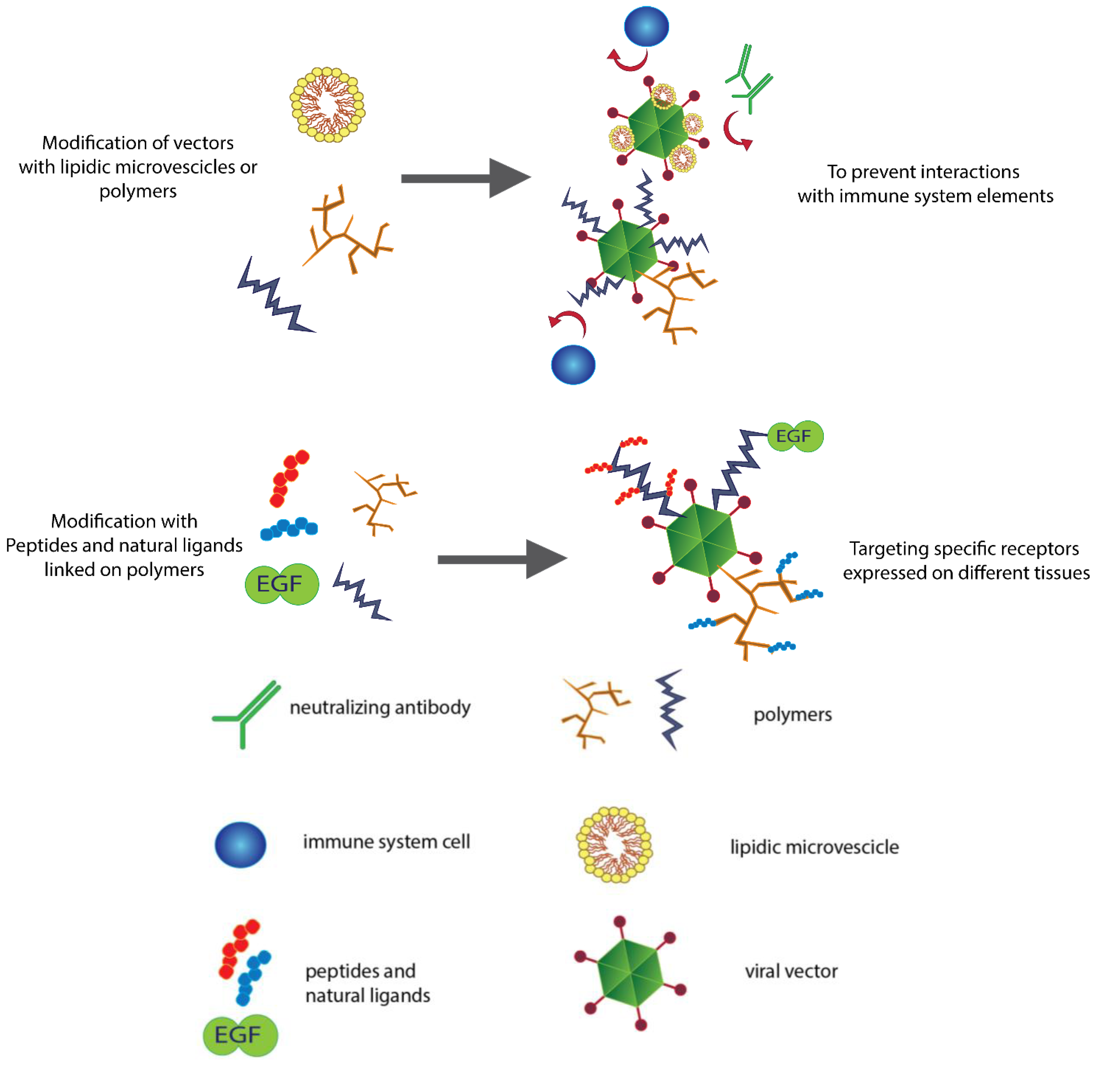 Biomedicines | Free Full-Text | Beyond Gene Delivery: Strategies to ... Biomedicines | Free Full-Text | Beyond Gene Delivery: Strategies to ...
