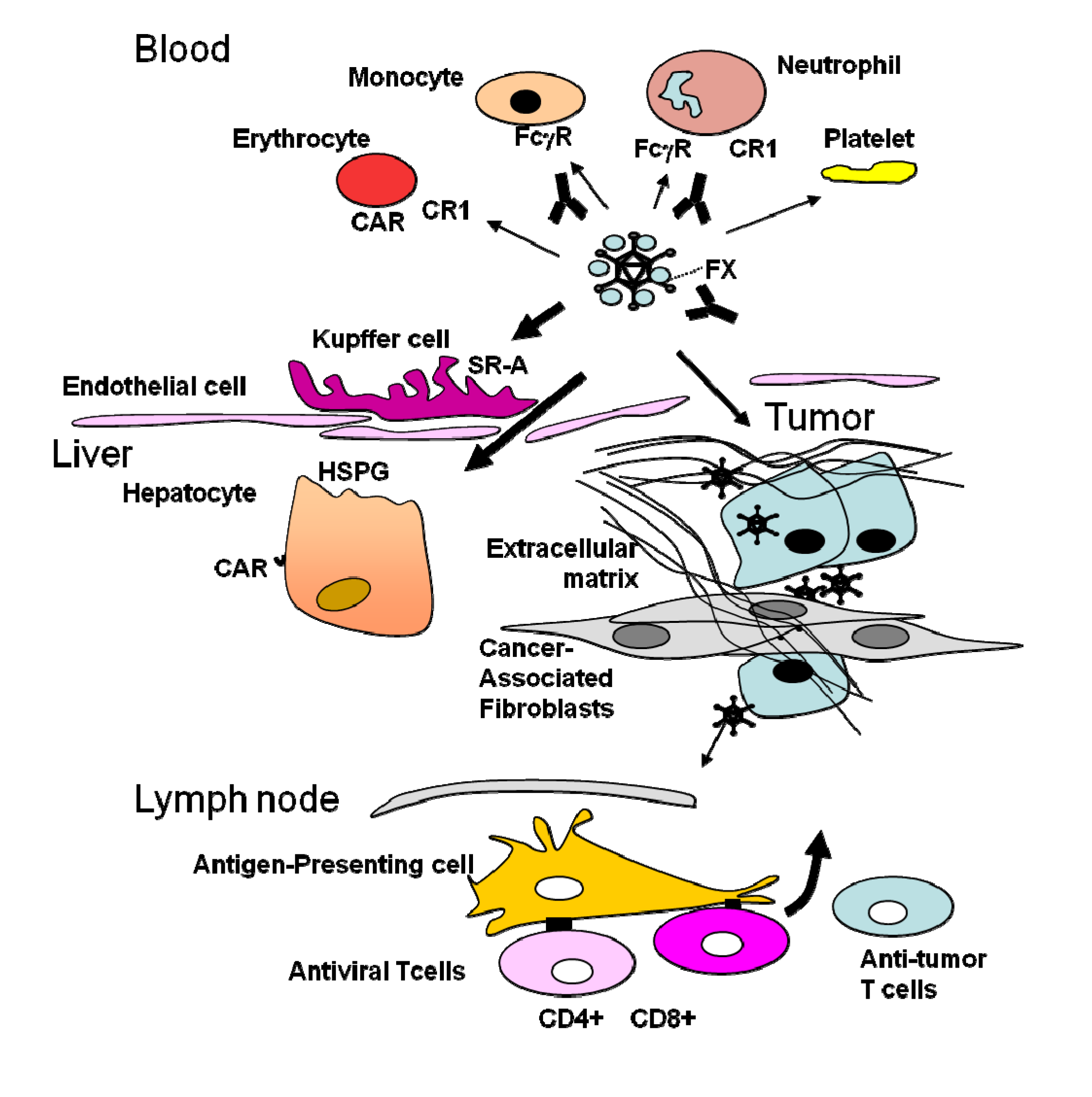 Biomedicines | Free Full-Text | Oncolytic Adenoviruses in Cancer Treatment Biomedicines | Free Full-Text | Oncolytic Adenoviruses in Cancer Treatment