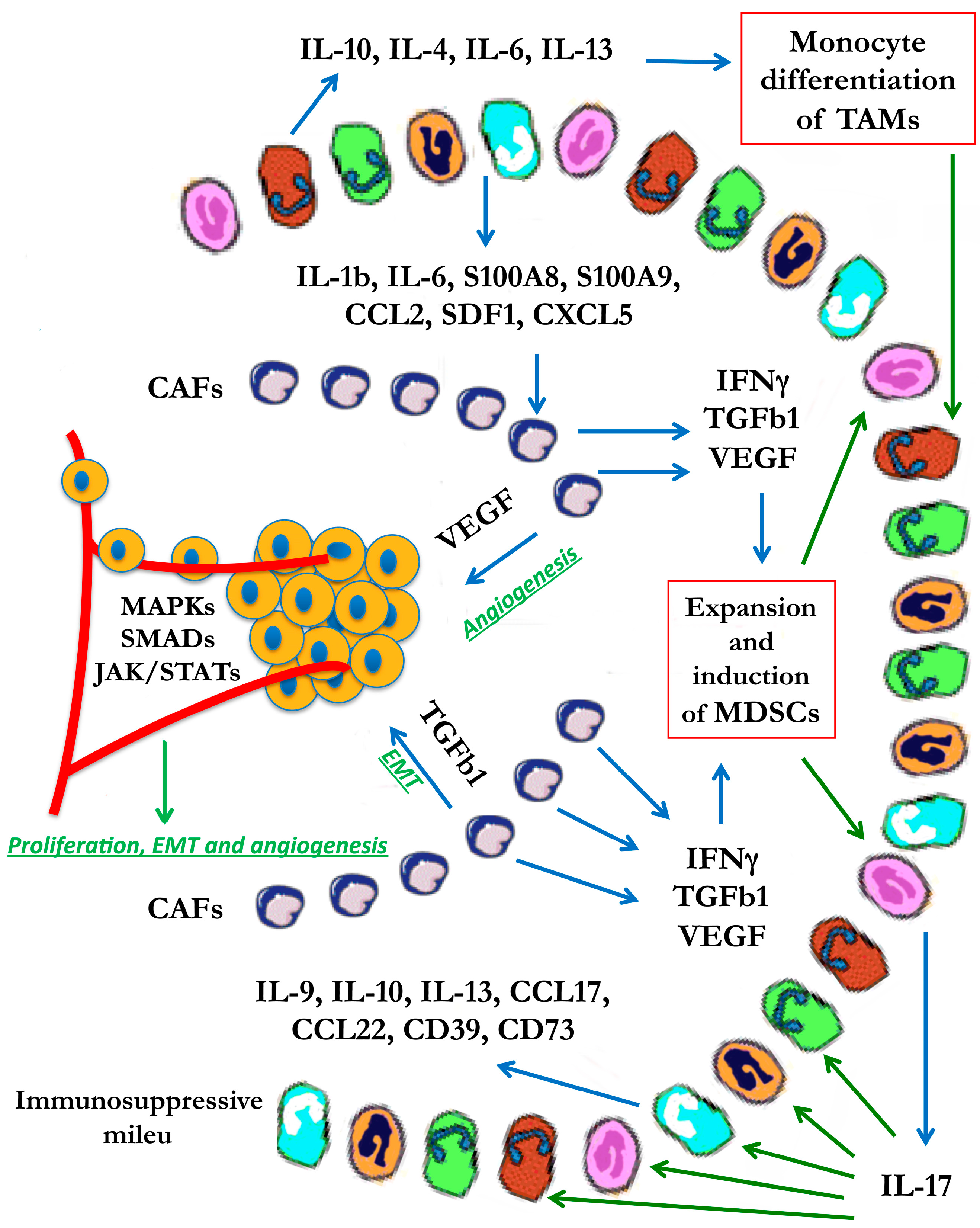 Biomedicines | Free Full-Text | HGF/c-MET Axis in Tumor ... Biomedicines | Free Full-Text | HGF/c-MET Axis in Tumor ...