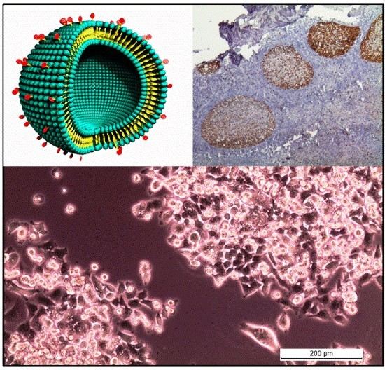 Biomedicines | Free Full-Text | NanomaterialsâTools, Technology and ... Biomedicines | Free Full-Text | NanomaterialsâTools, Technology and ...