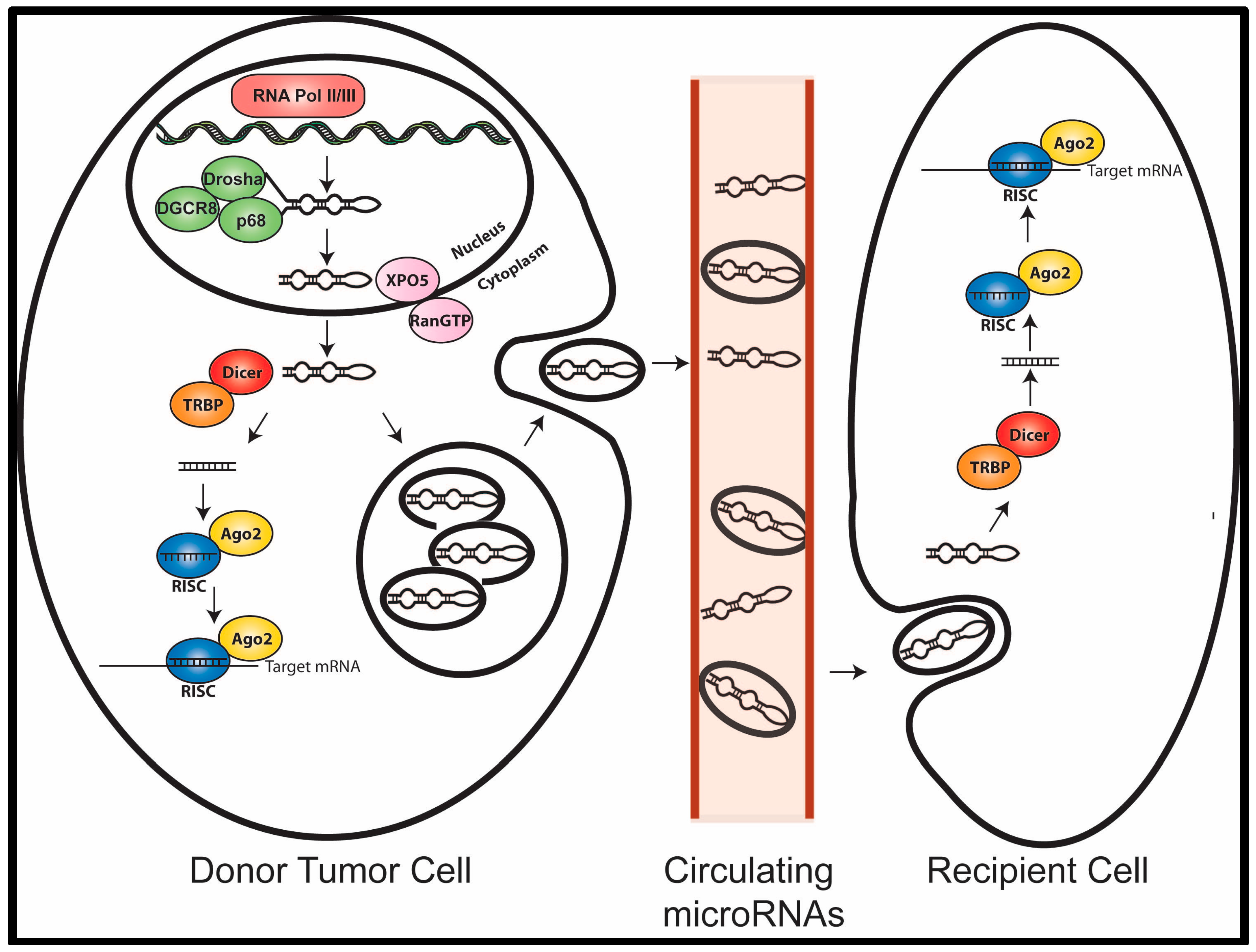 Biomedicines | Free Full-Text | Circulating MicroRNAs as Biomarkers and ... Biomedicines | Free Full-Text | Circulating MicroRNAs as Biomarkers and ...