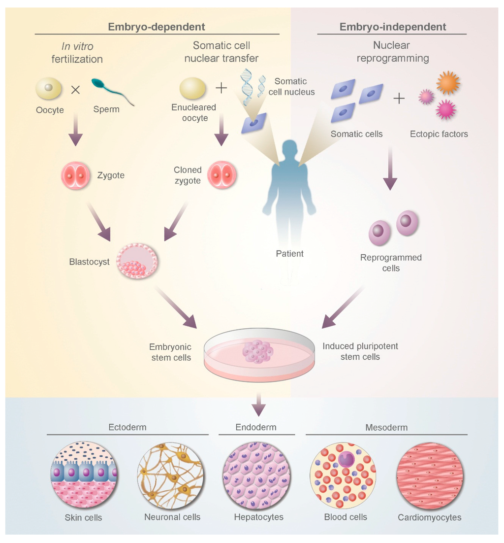 Biomedicines Free Full Text Stem Cell Therapies For Treatment Of