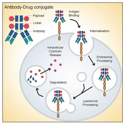 Biomedicines | Free Full-Text | Antibody–Drug Conjugates for Cancer Therapy Biomedicines | Free Full-Text | Antibody–Drug Conjugates for Cancer Therapy
