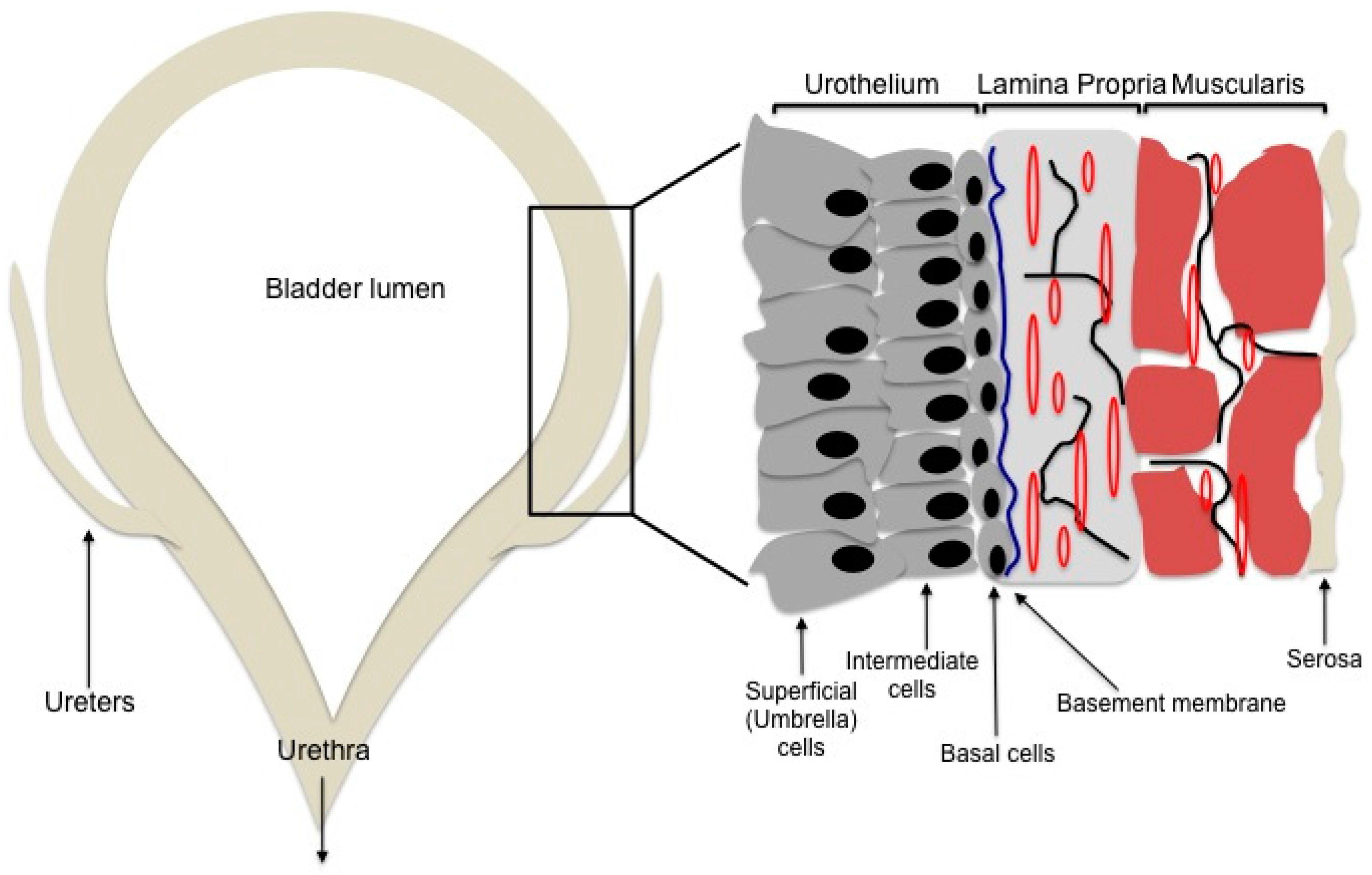 Biomedicines | Free Full-Text | The Current Use of Stem Cells in ... Biomedicines | Free Full-Text | The Current Use of Stem Cells in ...