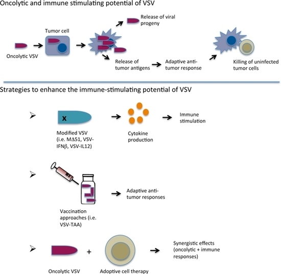 Biomedicines | Free Full-Text | Oncolytic Vesicular Stomatitis Virus as ... Biomedicines | Free Full-Text | Oncolytic Vesicular Stomatitis Virus as ...