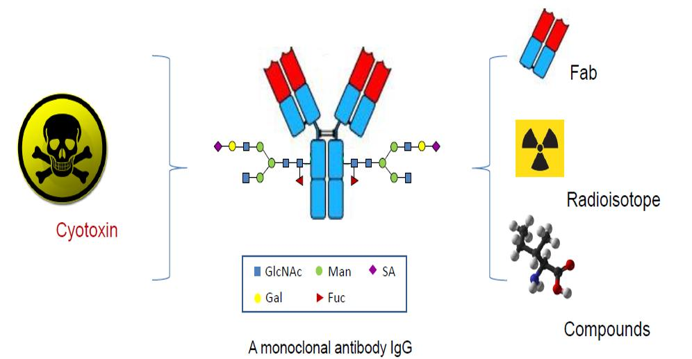 Biomedicines | Free Full-Text | Site-Specific Antibody Conjugation for ... Biomedicines | Free Full-Text | Site-Specific Antibody Conjugation for ...