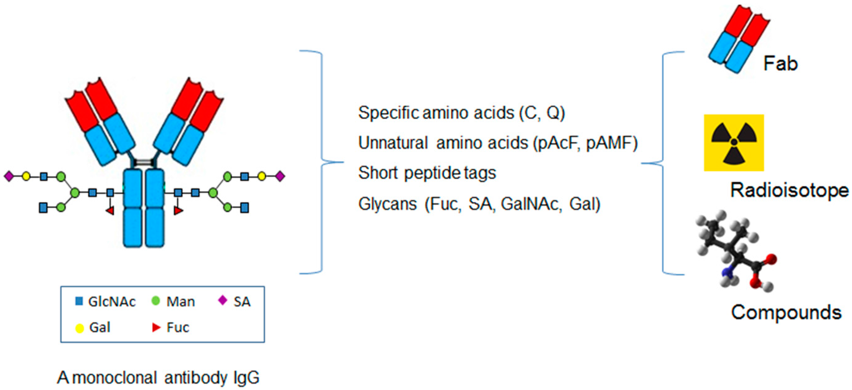 Biomedicines | Free Full-Text | Site-Specific Antibody Conjugation for ... Biomedicines | Free Full-Text | Site-Specific Antibody Conjugation for ...
