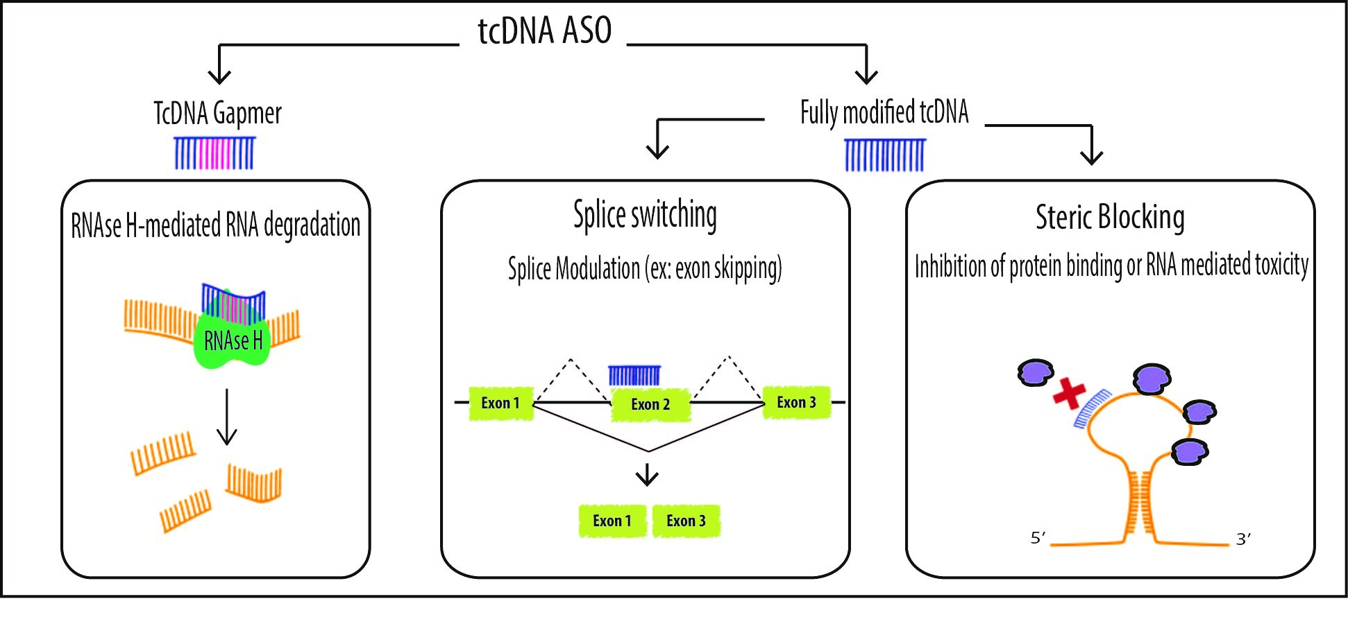 Biomedicines | Free Full-Text | The Use of Tricyclo-DNA Oligomers for ... Biomedicines | Free Full-Text | The Use of Tricyclo-DNA Oligomers for ...