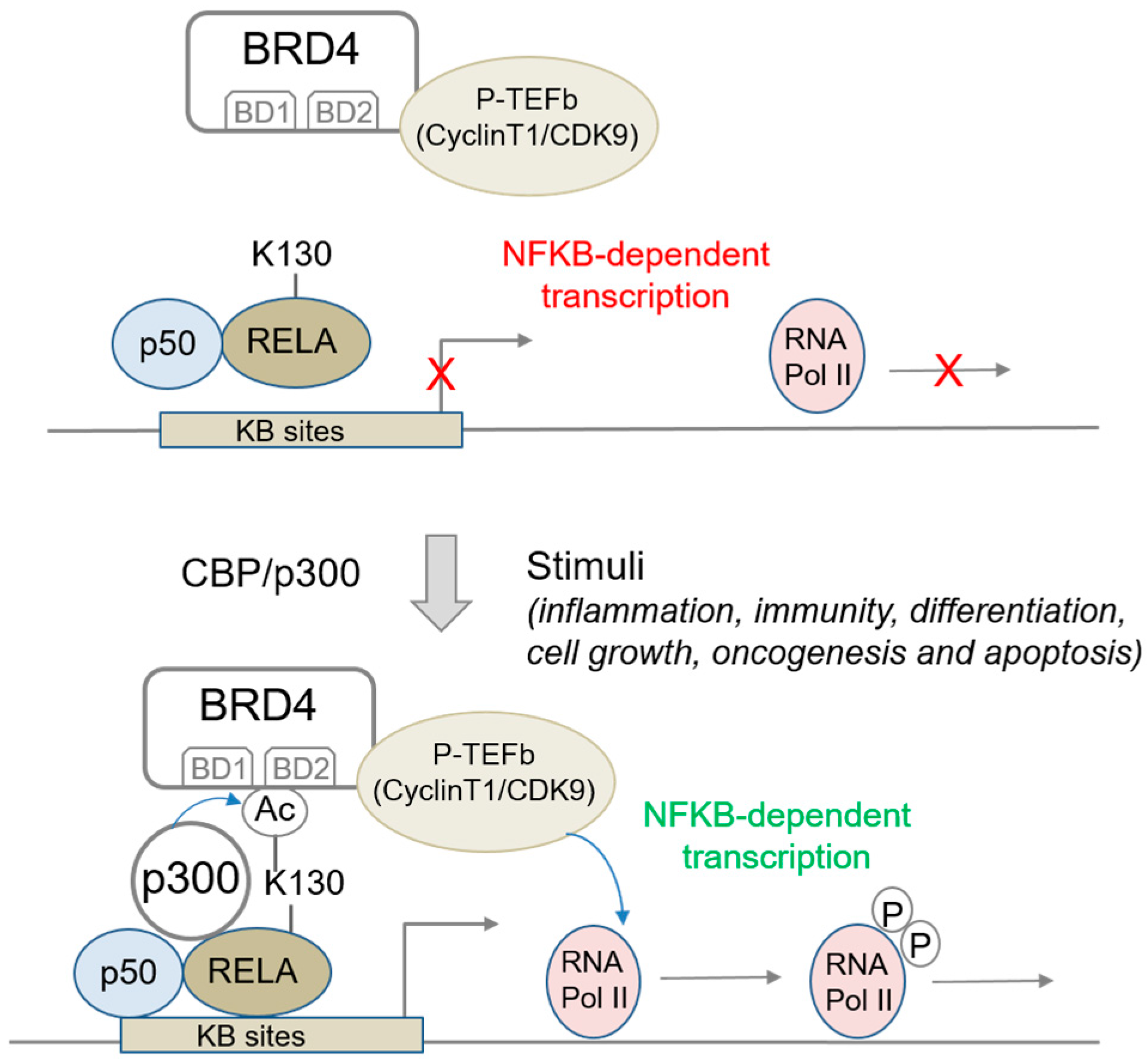 Biomedicines | Free Full-Text | BET Family Protein BRD4: An Emerging ... Biomedicines | Free Full-Text | BET Family Protein BRD4: An Emerging ...