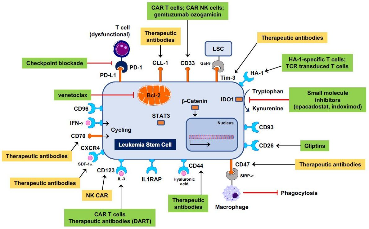 Biomedicines | Free Full-Text | Targeting Leukemia Stem Cells in the ... Biomedicines | Free Full-Text | Targeting Leukemia Stem Cells in the ...