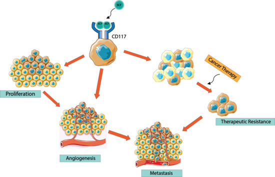 Biomedicines | Free Full-Text | CD117/c-kit in Cancer Stem Cell ... Biomedicines | Free Full-Text | CD117/c-kit in Cancer Stem Cell ...