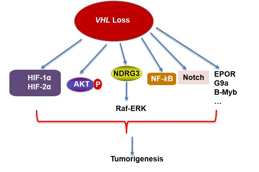 Biomedicines | Free Full-Text | VHL and Hypoxia Signaling: Beyond HIF ... Biomedicines | Free Full-Text | VHL and Hypoxia Signaling: Beyond HIF ...