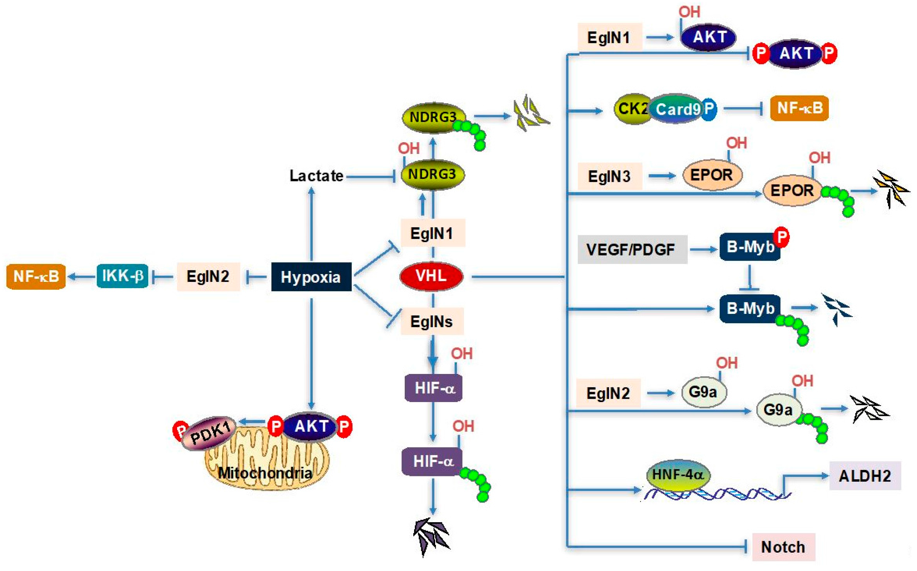 Biomedicines | Free Full-Text | VHL and Hypoxia Signaling: Beyond HIF ... Biomedicines | Free Full-Text | VHL and Hypoxia Signaling: Beyond HIF ...