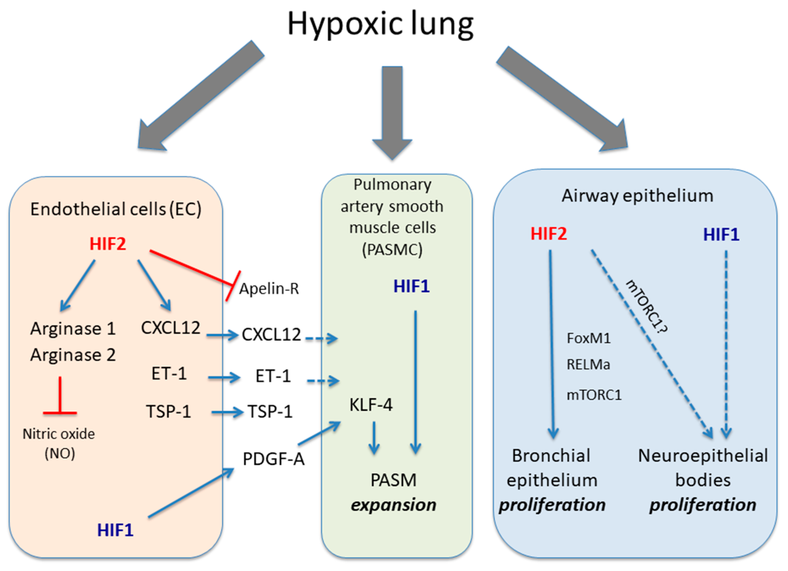 Biomedicines | Free Full-Text | HIF Oxygen Sensing Pathways in Lung Biology Biomedicines | Free Full-Text | HIF Oxygen Sensing Pathways in Lung Biology