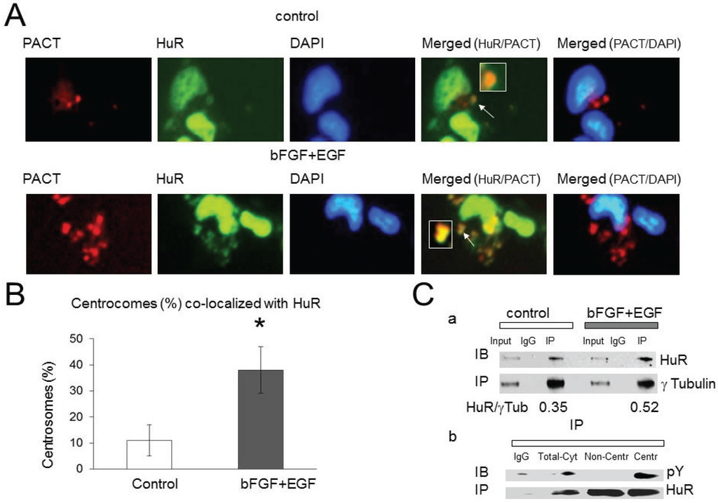 Biomolecules Free Full Text Growth Factor Dependent Regulation Of