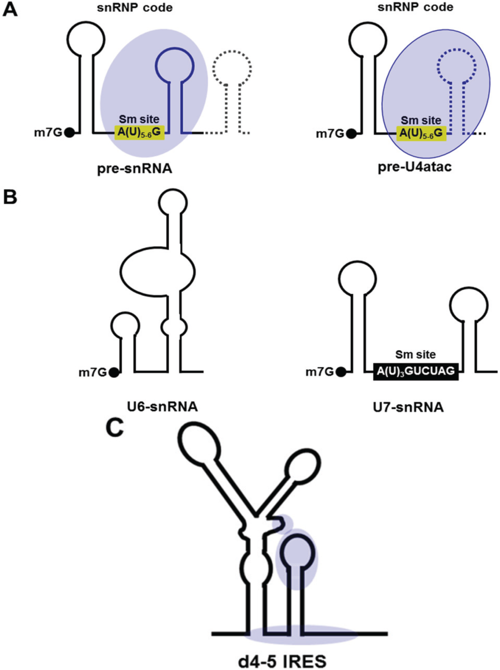 Biomolecules Special Issue Rna Binding Proteins—structure Function