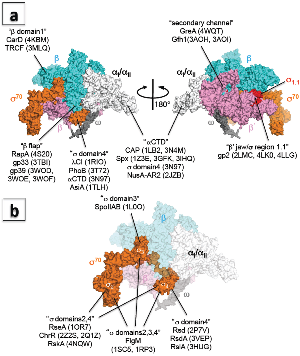 Biomolecules Special Issue Bacterial Rna Polymerase