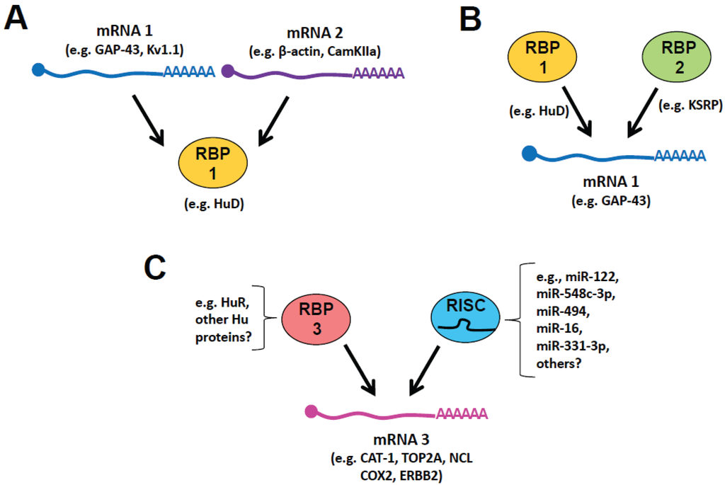 Biomolecules Special Issue Rna Binding Proteins—structure Function