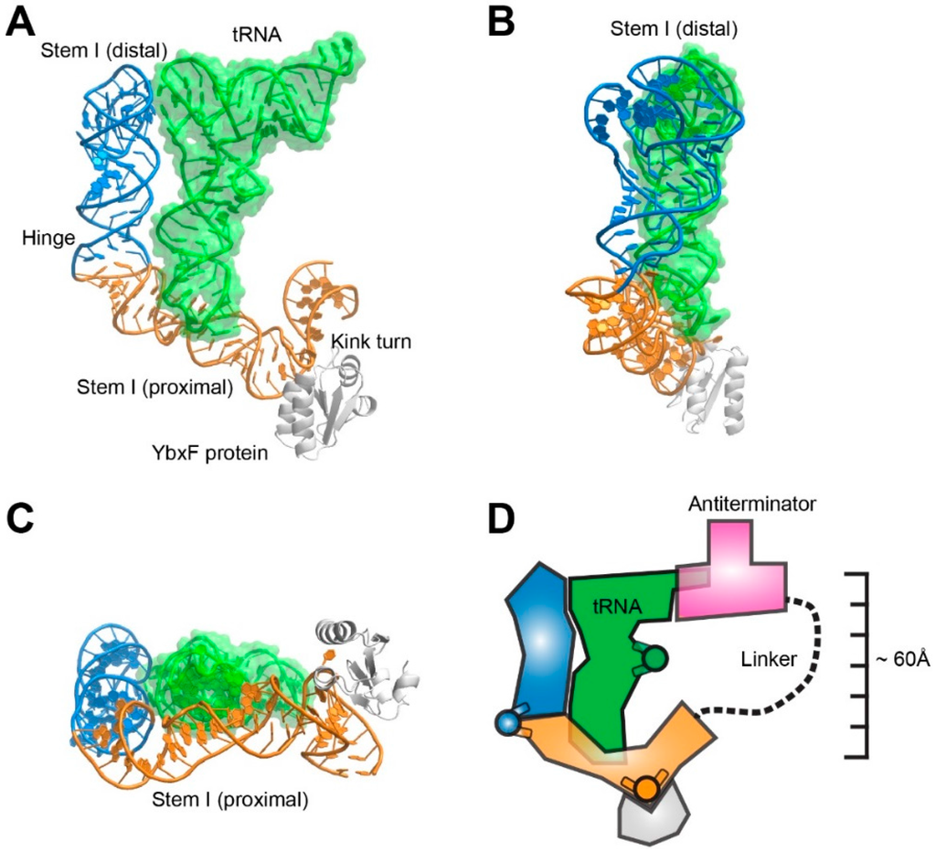 Biomolecules Special Issue Function And Structure Of Rnase P In