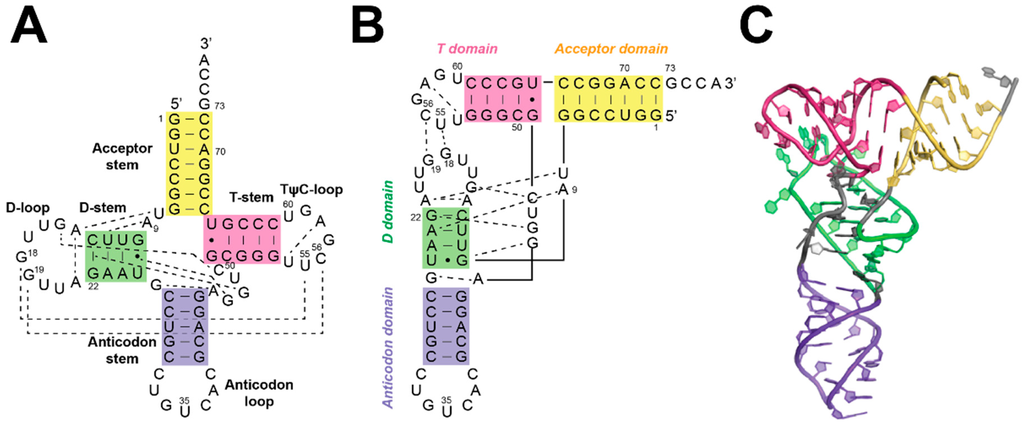 Biomolecules Special Issue Function And Structure Of Rnase P In