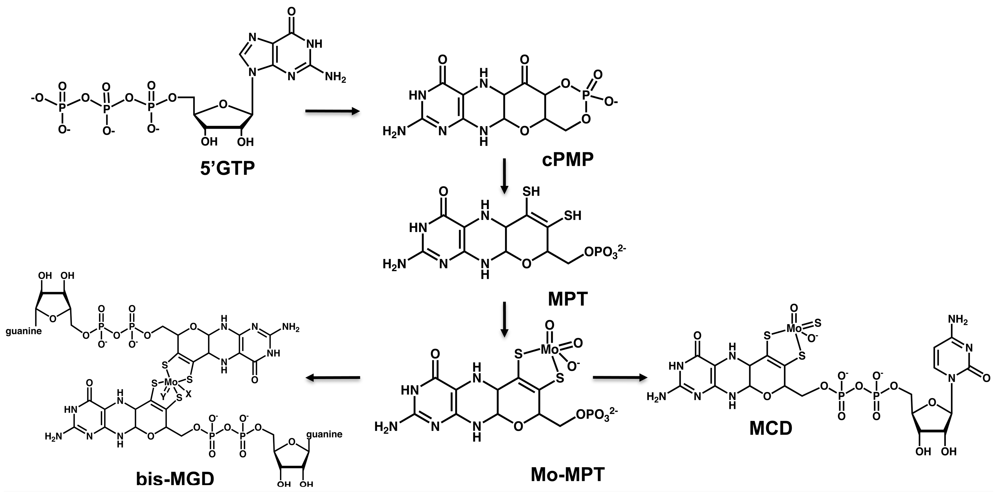 Biomolecules | Free Full-Text | Shared Sulfur Mobilization Routes for ... Biomolecules | Free Full-Text | Shared Sulfur Mobilization Routes for ...