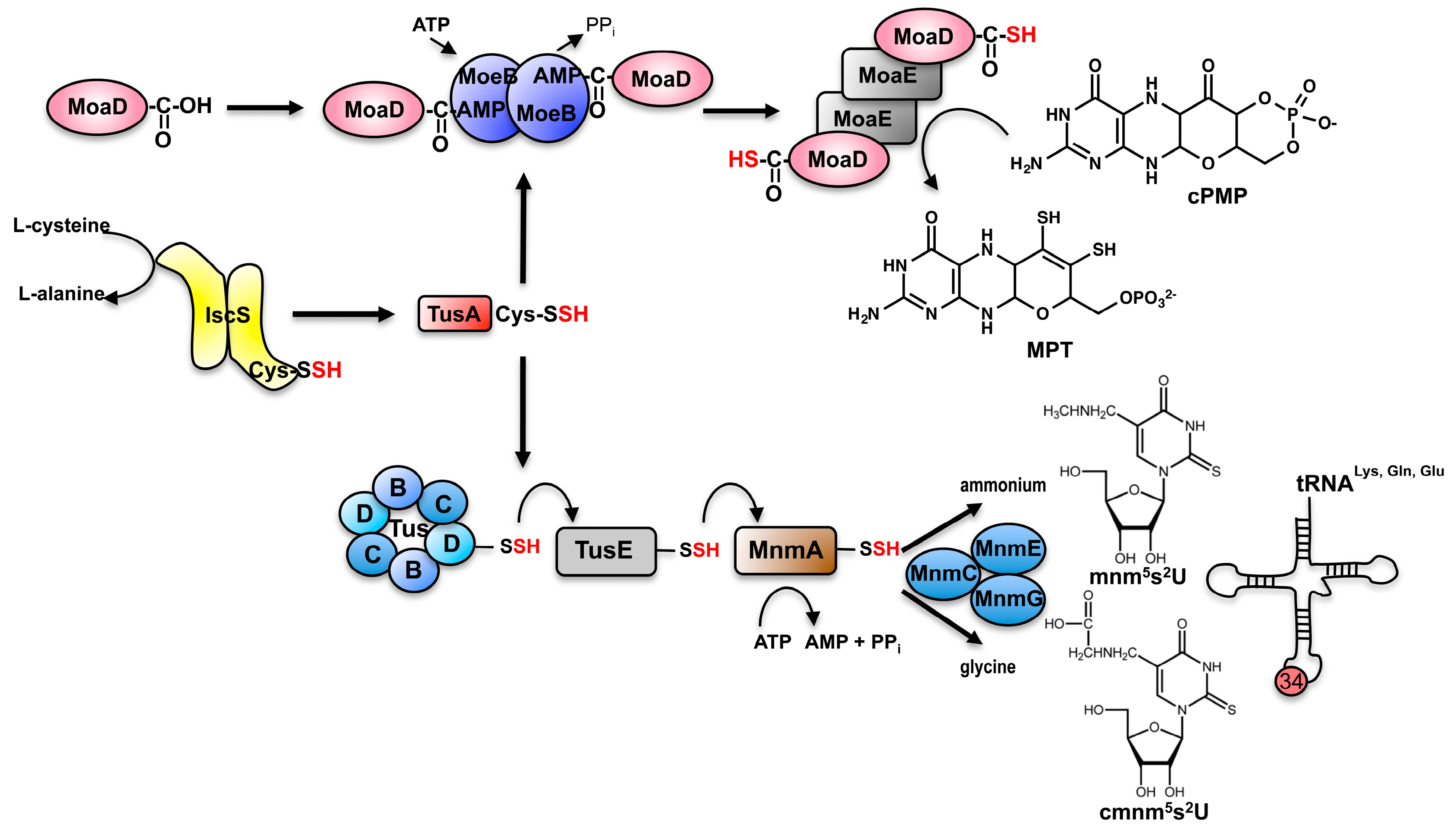 Biomolecules | Free Full-Text | Shared Sulfur Mobilization Routes for ... Biomolecules | Free Full-Text | Shared Sulfur Mobilization Routes for ...
