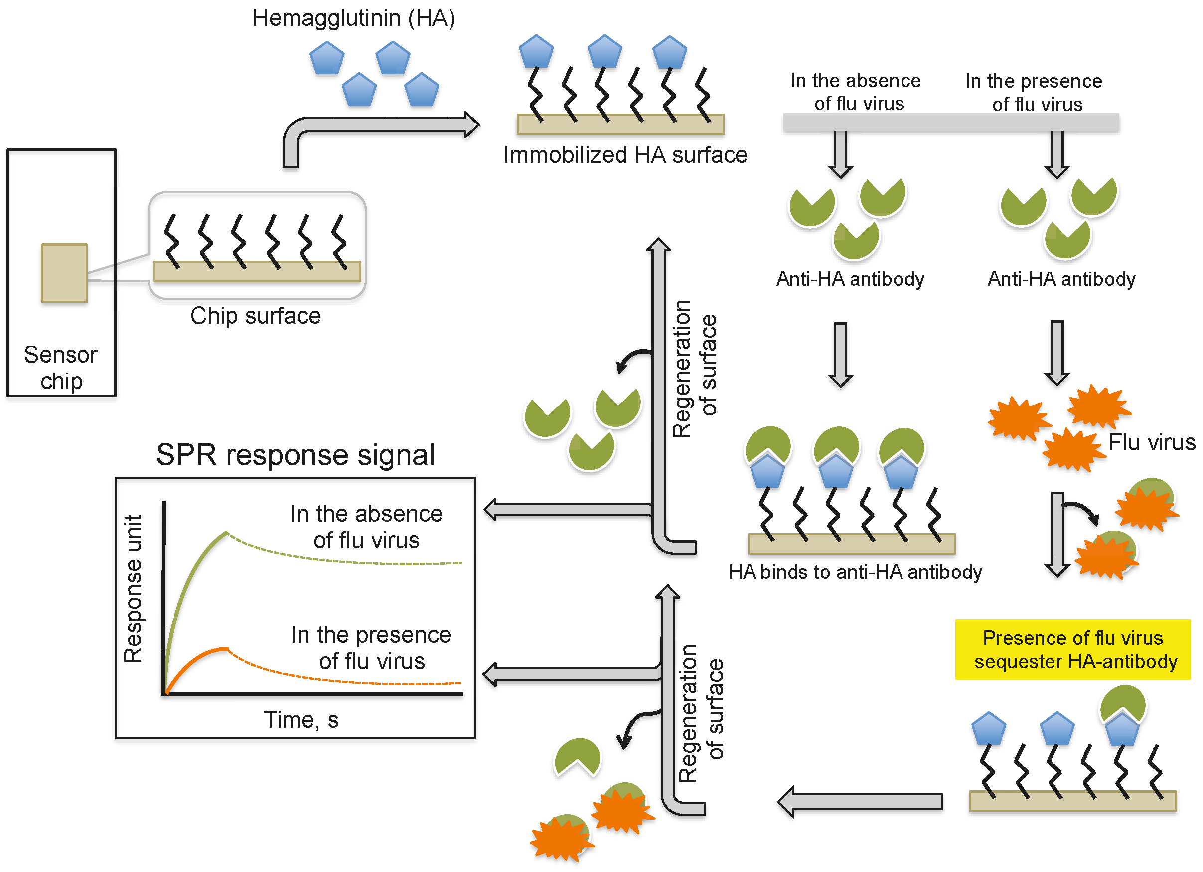 Biosensors | Free Full-Text | Monitoring Intact Viruses Using Aptamers Biosensors | Free Full-Text | Monitoring Intact Viruses Using Aptamers