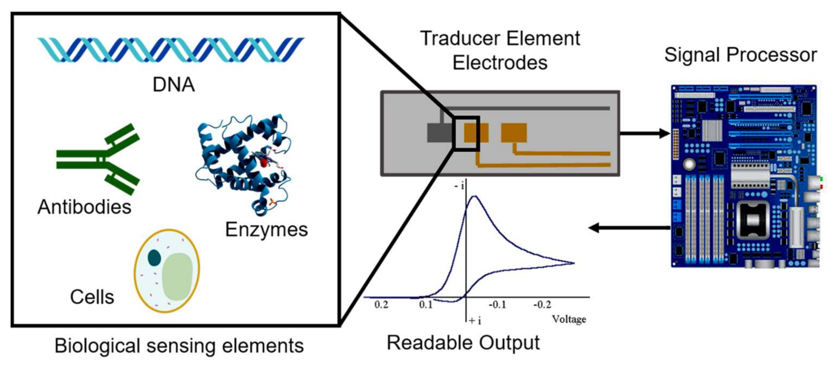 Biosensors Free Full Text Electrochemical Biosensors A Solution To