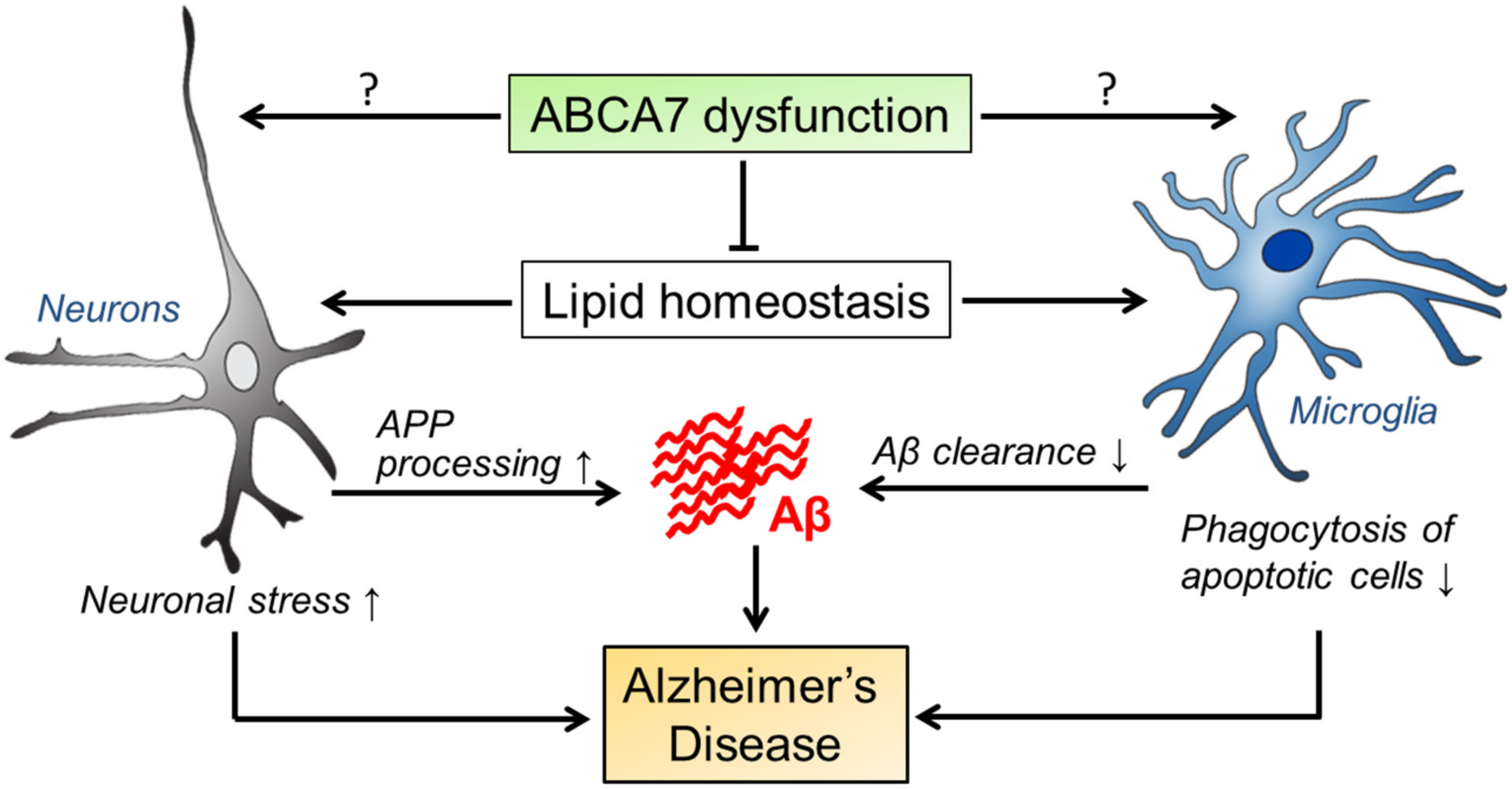 Brain Sciences | Free Full-Text | ABCA7 and Pathogenic Pathways of ... Brain Sciences | Free Full-Text | ABCA7 and Pathogenic Pathways of ...