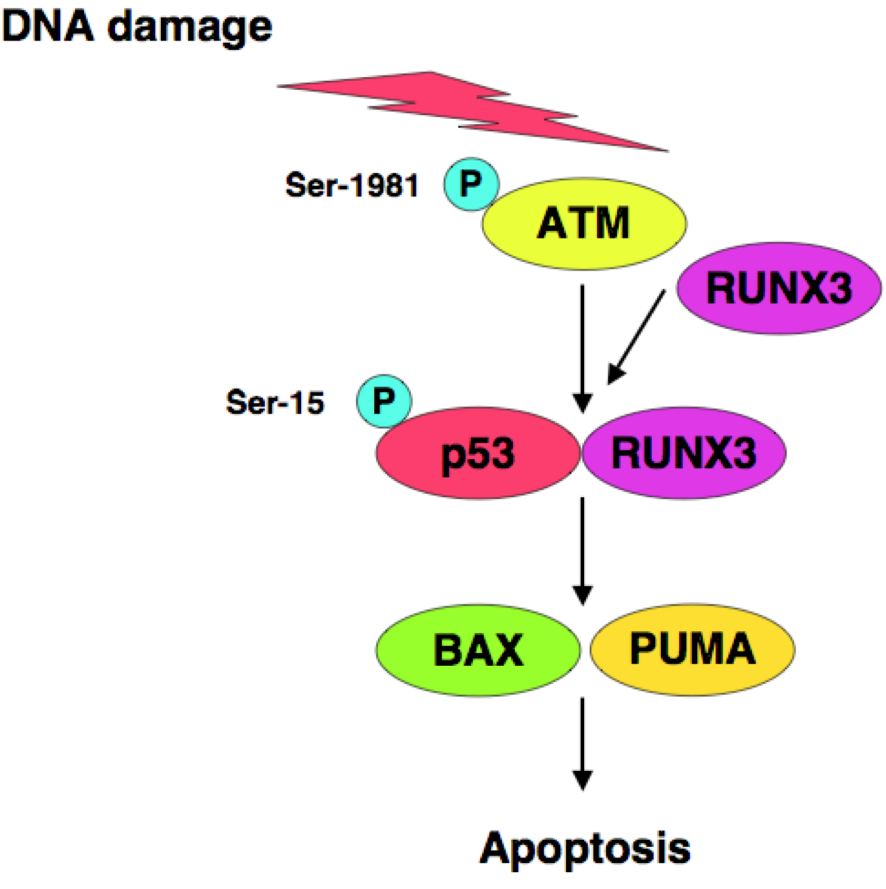 Cancers Free Full Text Role Of P53 In Cell Death And Human Cancers