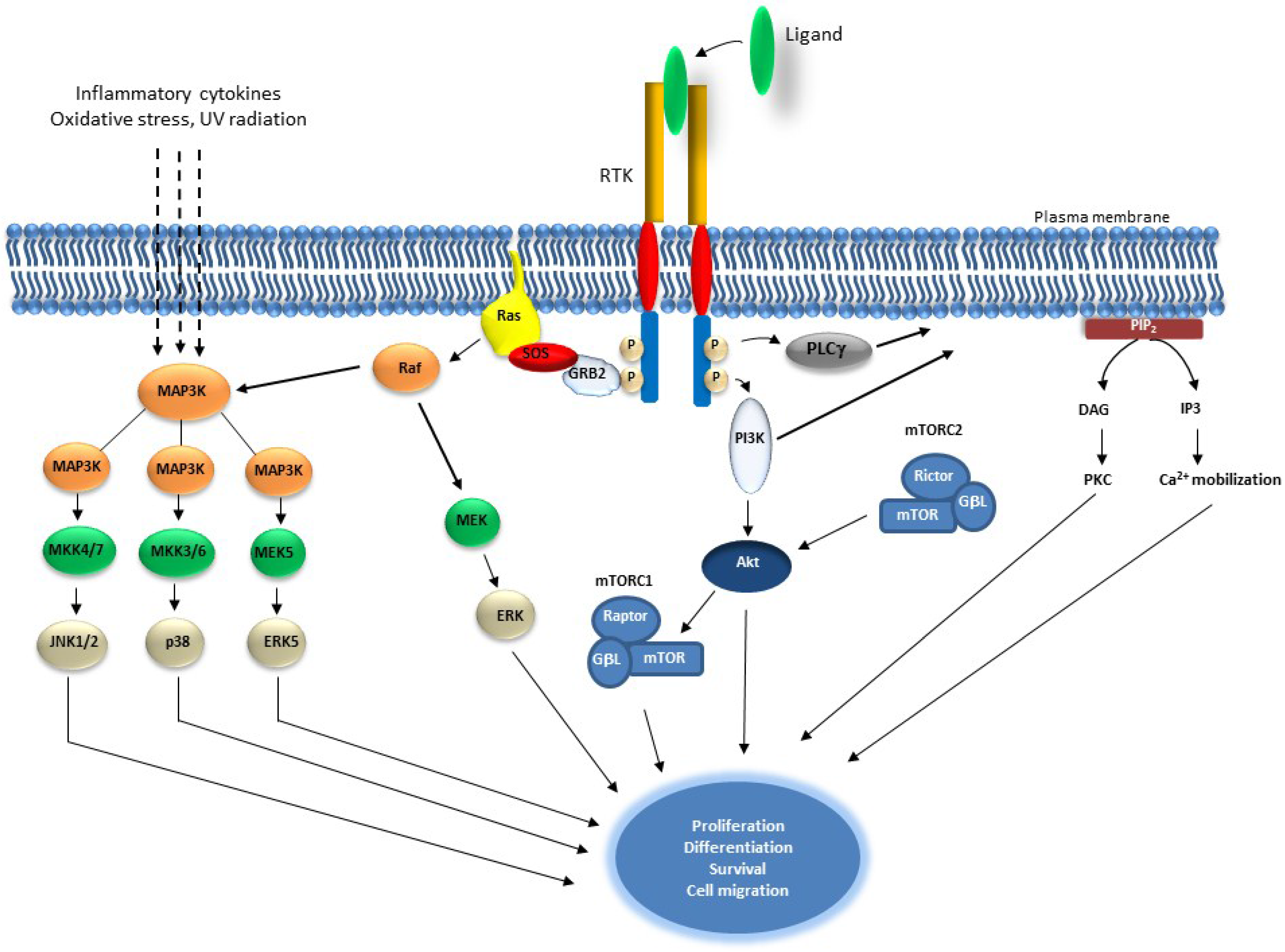 Cancers | Free Full-Text | Targeting RTK Signaling Pathways in Cancer Cancers | Free Full-Text | Targeting RTK Signaling Pathways in Cancer