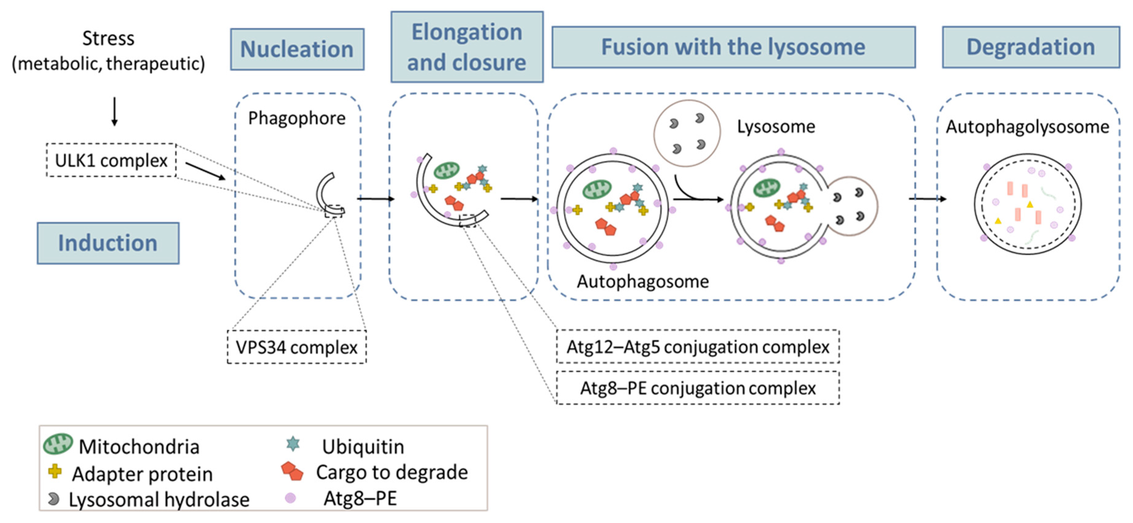 Cancers | Free Full-Text | Targeting Autophagy in ALK-Associated Cancers Cancers | Free Full-Text | Targeting Autophagy in ALK-Associated Cancers