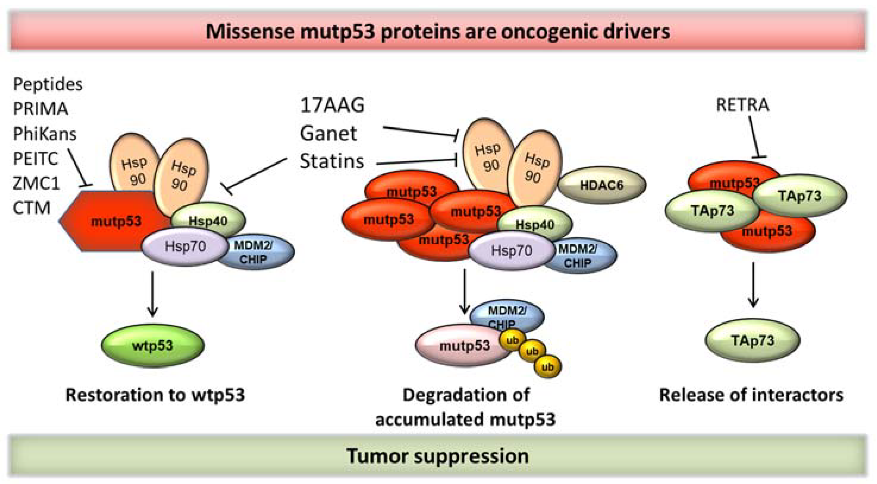 Cancers Free Full Text Gain Of Function Gof Mutant P53 As