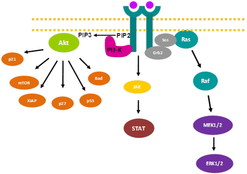 Cells Free Full Text Role Of Receptor Tyrosine Kinases And Their