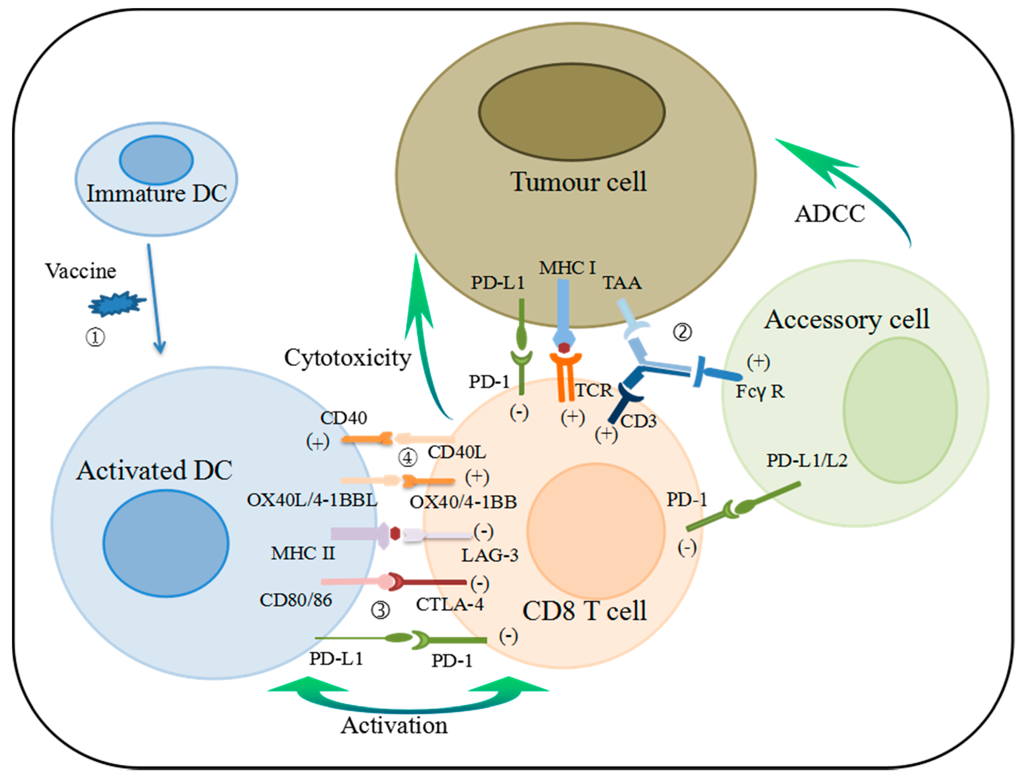 Ijerph Free Full Text New Immunotherapy Strategies In Breast Cancer
