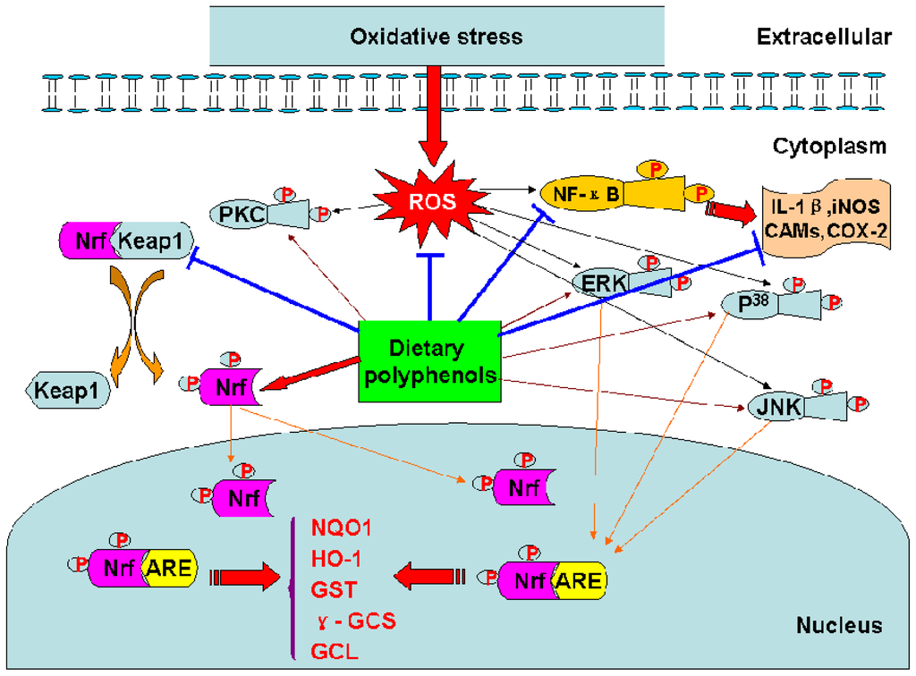 Ijms Free Full Text Dietary Polyphenols And Their Biological