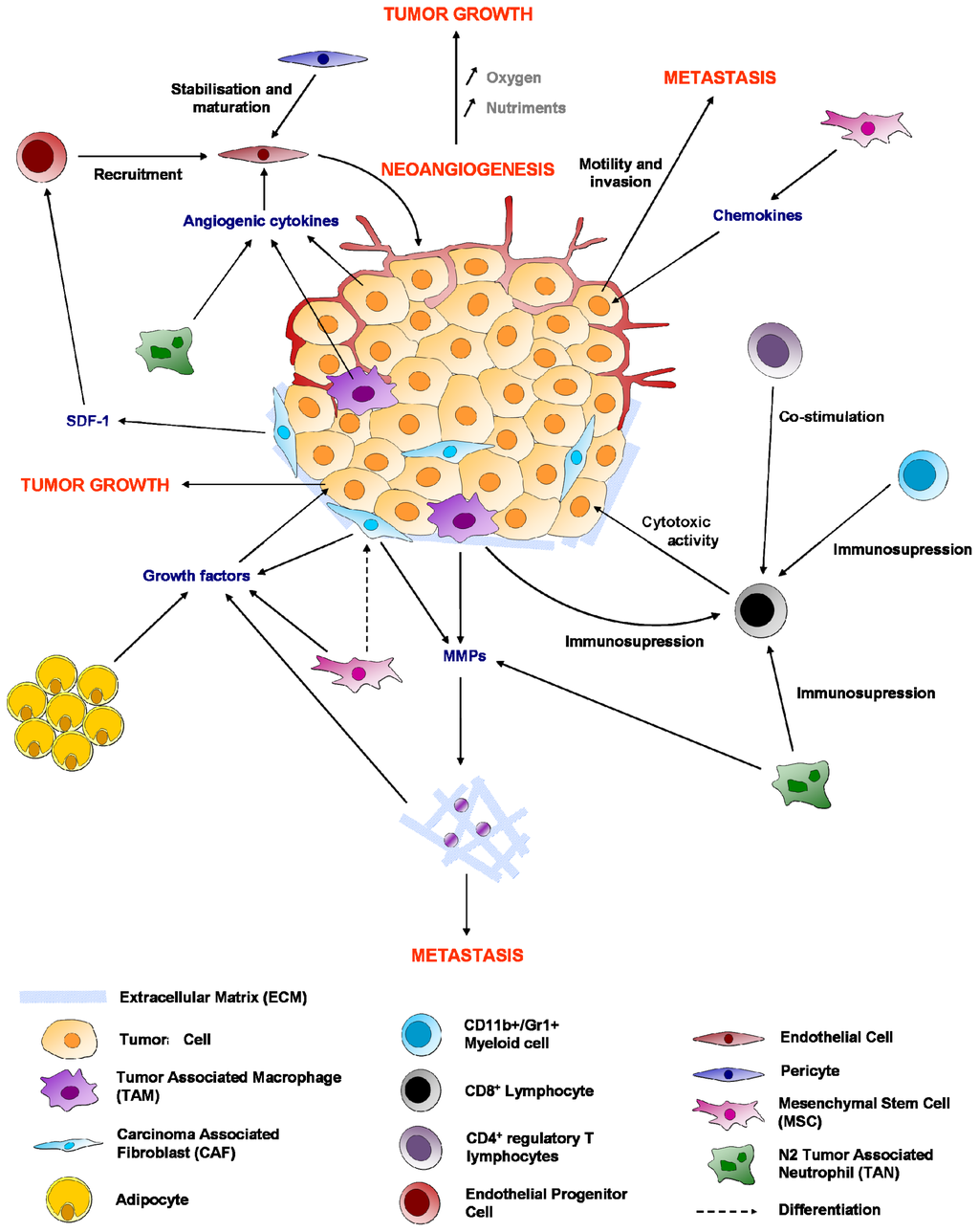 IJMS | Free Full-Text | Implication of Tumor Microenvironment in ... IJMS | Free Full-Text | Implication of Tumor Microenvironment in ...
