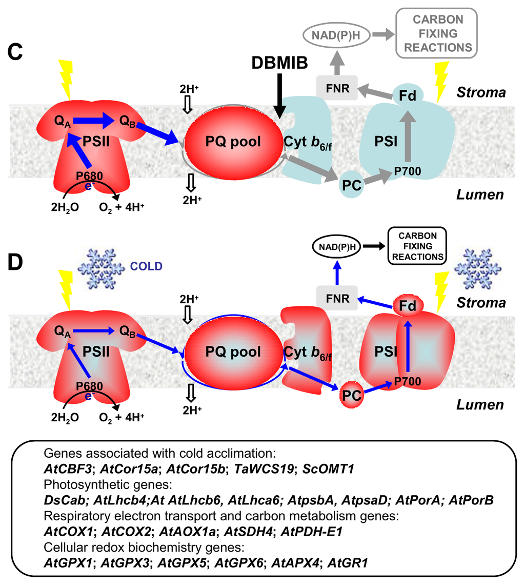 IJMS | Free Full-Text | Role of CBFs as Integrators of Chloroplast ... IJMS | Free Full-Text | Role of CBFs as Integrators of Chloroplast ...