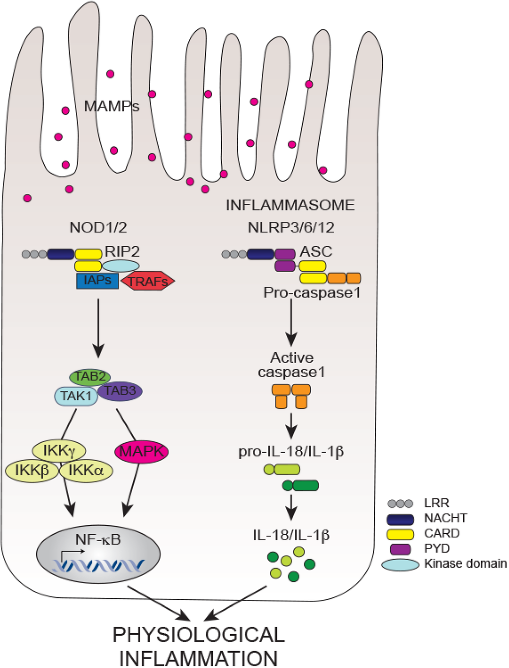 Nod signaling adaptor proteins; Nuclear-Binding Oligomerization Domain ... Nod signaling adaptor proteins; Nuclear-Binding Oligomerization Domain ...