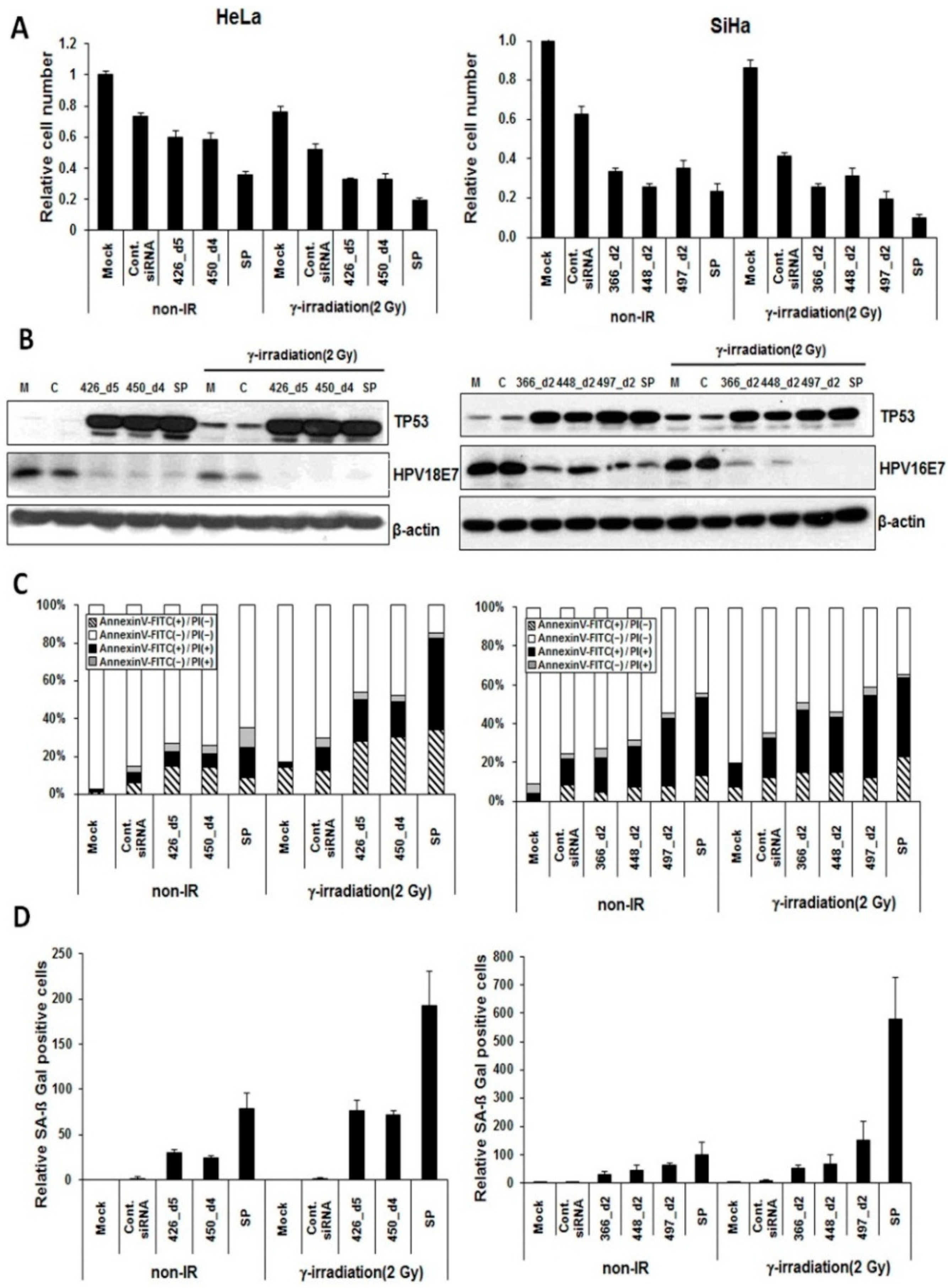 Ijms Free Full Text Human Papillomavirus E6 E7 Specific Sirna
