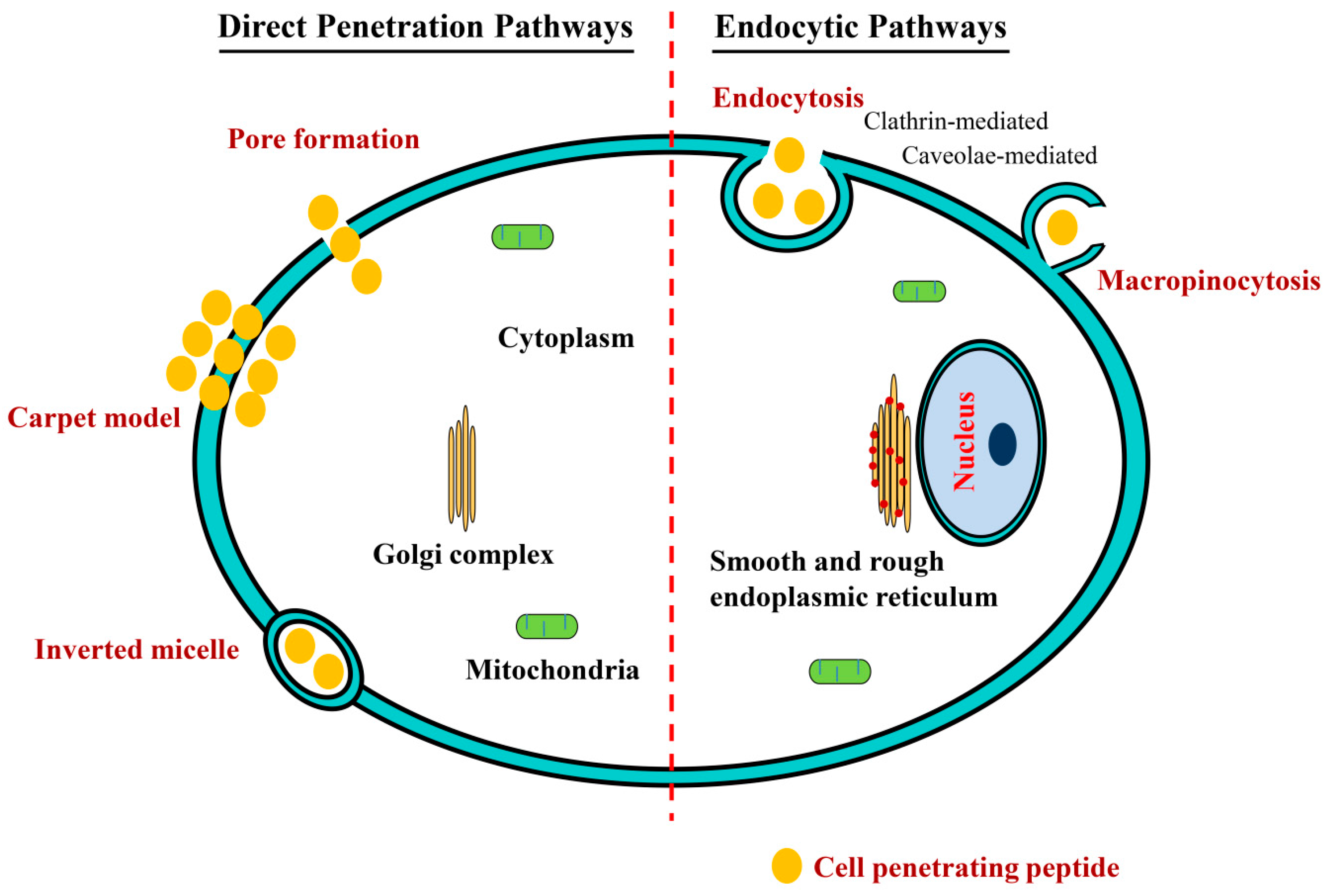 IJMS | Free Full-Text | Cell Penetrating Peptide Conjugated Chitosan ... IJMS | Free Full-Text | Cell Penetrating Peptide Conjugated Chitosan ...