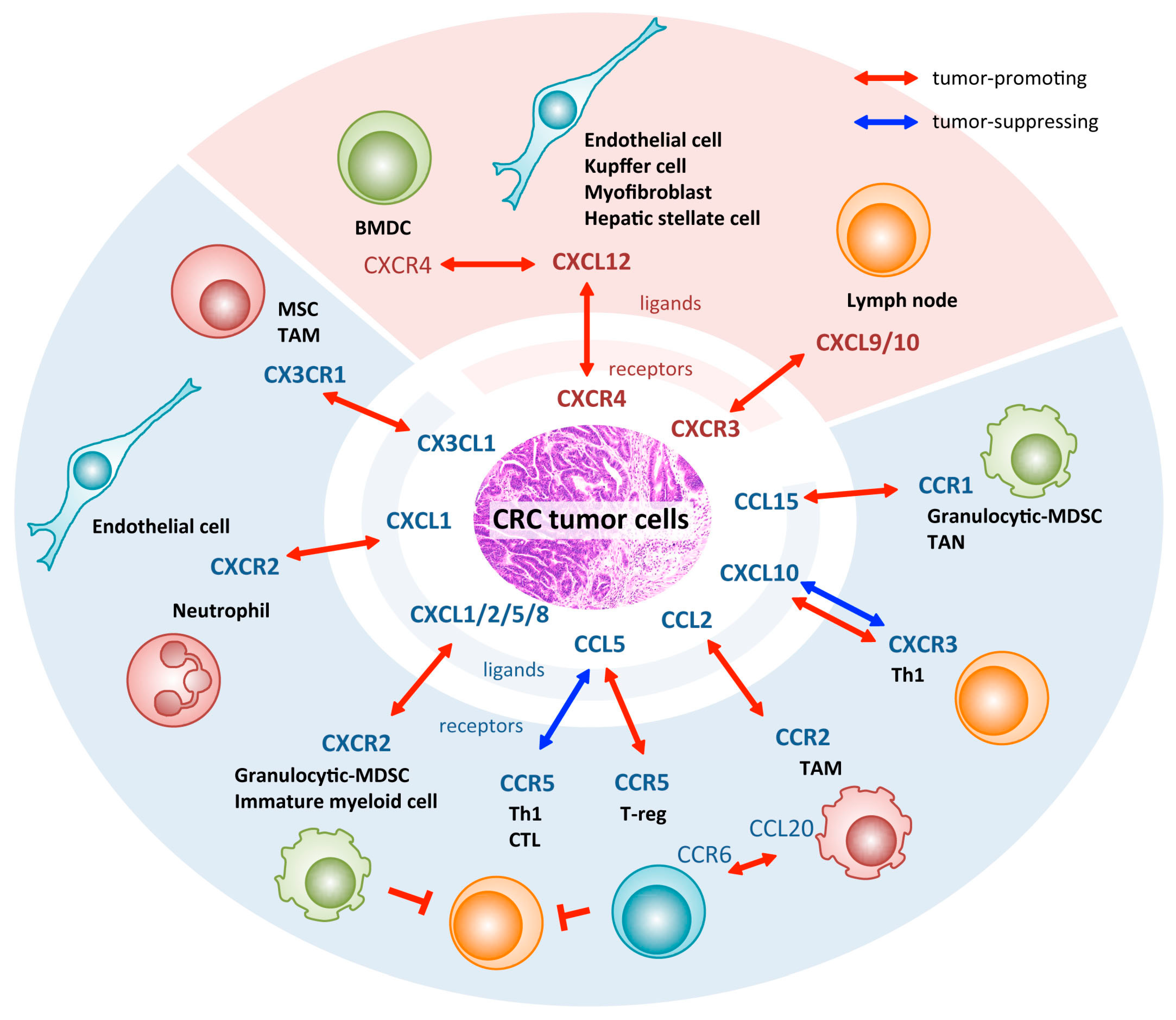 Ijms Free Full Text The Role Of Chemokines In Promoting Colorectal