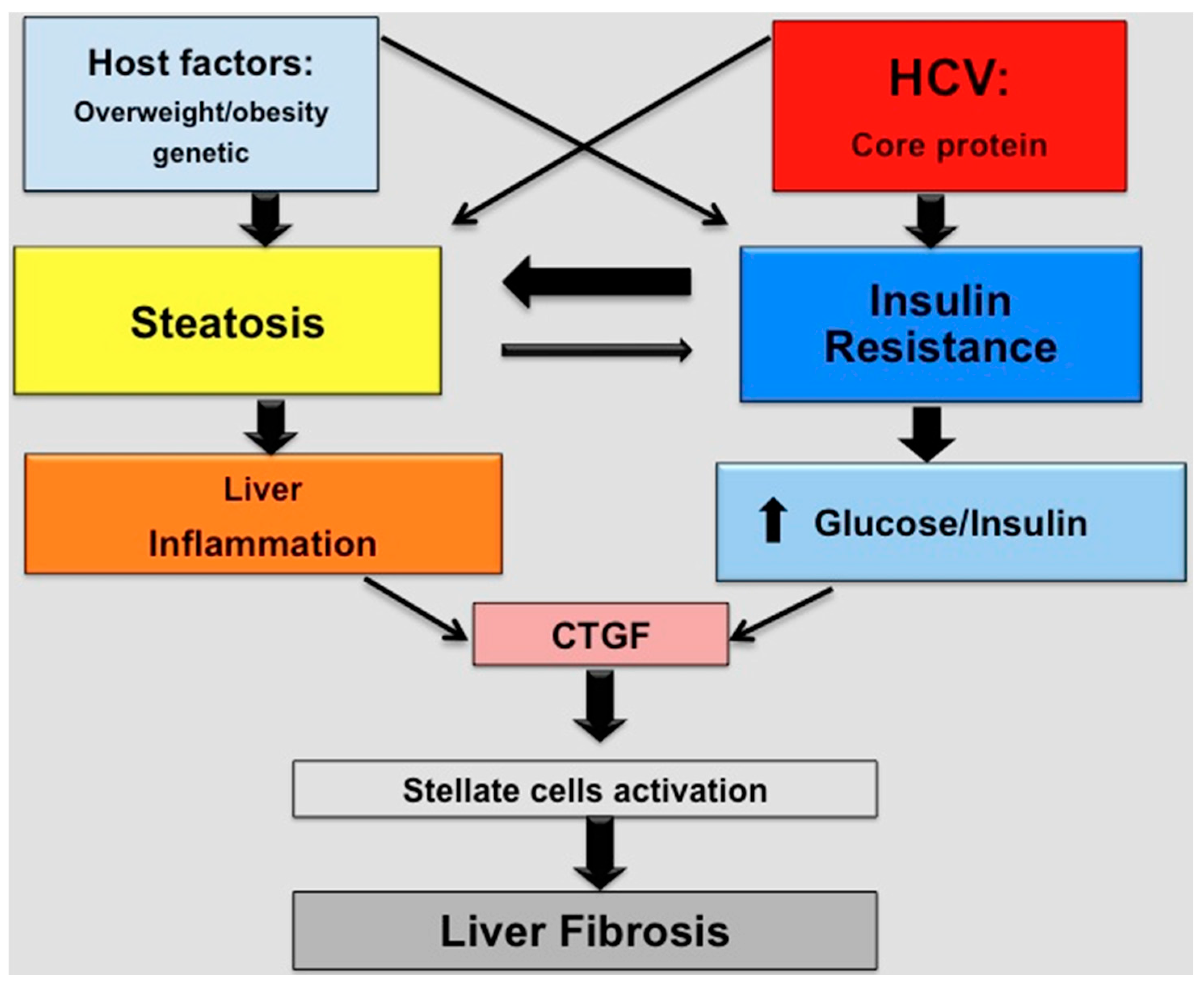 Ijms Free Full Text Nafld And Nash In Hcv Infection Prevalence And
