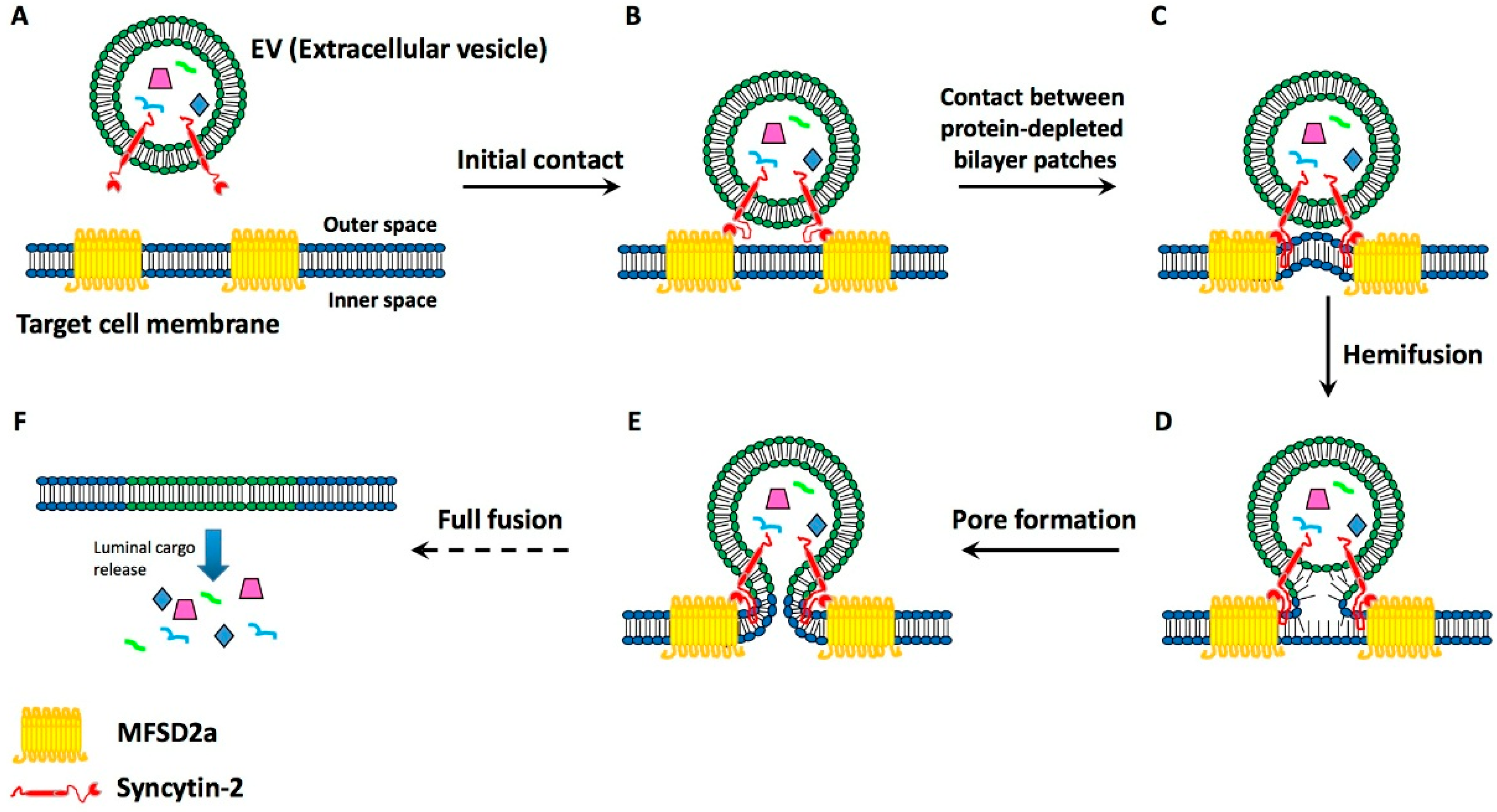 Ijms Free Full Text Binding And Fusion Of Extracellular Vesicles To