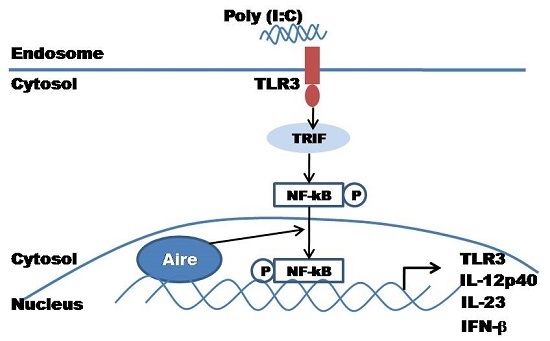IJMS | Free Full-Text | Autoimmune Regulator Expression in DC2.4 Cells ... IJMS | Free Full-Text | Autoimmune Regulator Expression in DC2.4 Cells ...